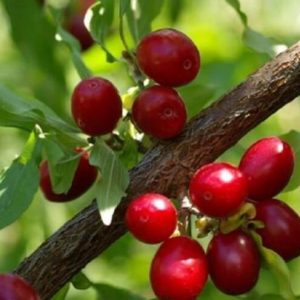 Drijen - Fragaria Planta