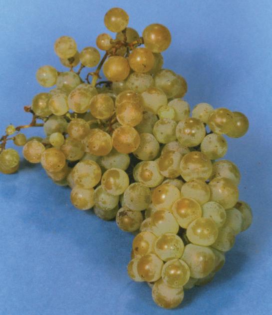 Škrlet - Fragaria Planta