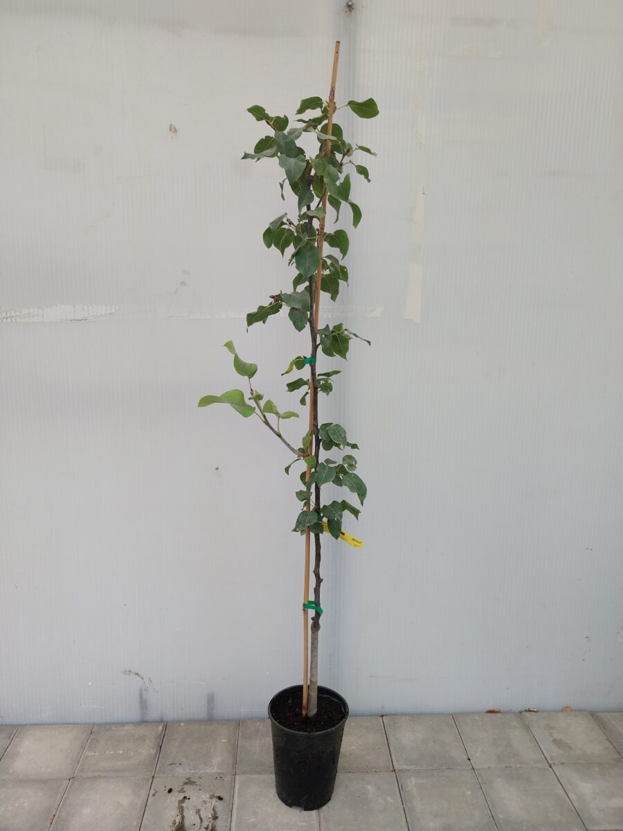 Nashi - Fragaria Planta