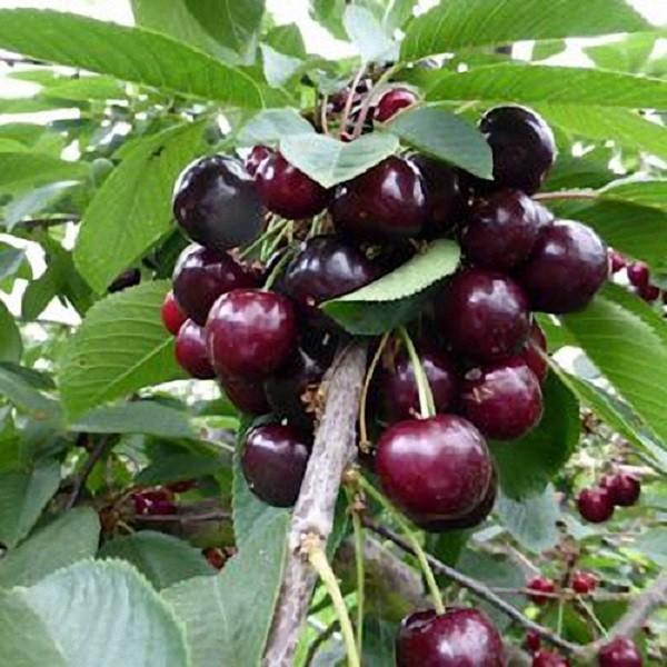 Trešnja Kordia - Fragaria Planta