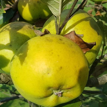 Jabuka London pepping - Fragaria Planta