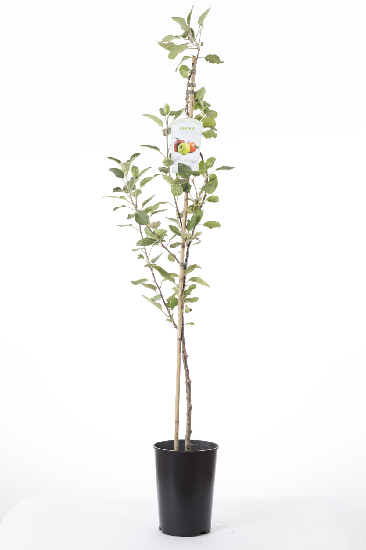 Jabuka Božičnica - Fragaria Planta