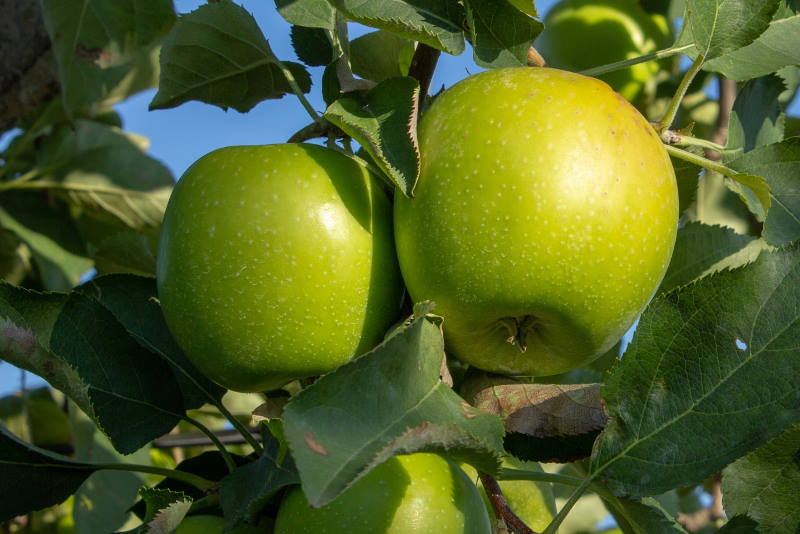 Jabuka Granny Smith - Fragaria Planta