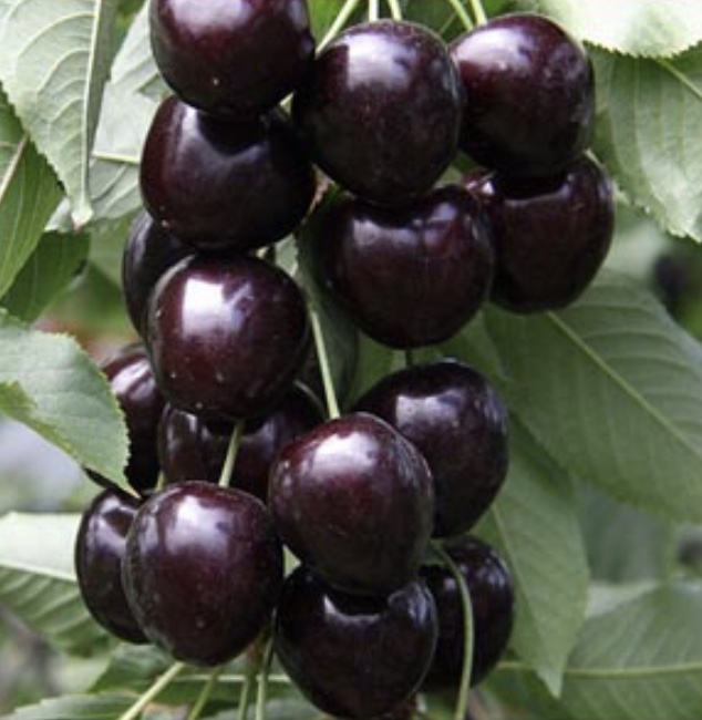 Trešnja Kordia - Fragaria Planta