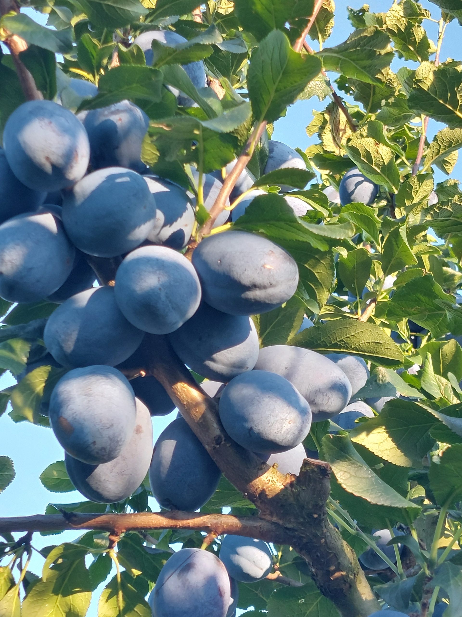 Šljiva President - Fragaria Planta