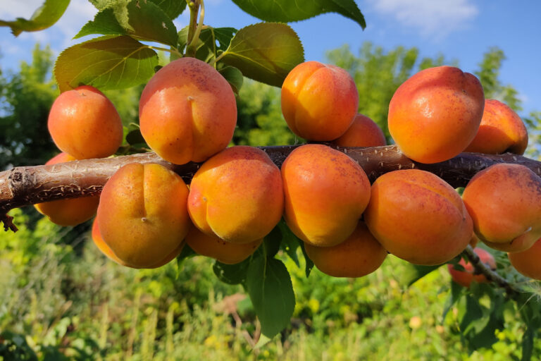 Marelica San Castrese - Fragaria Planta